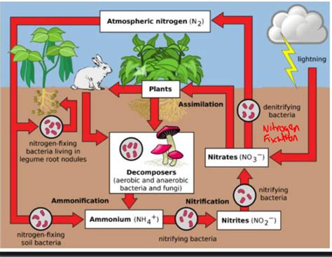 Nutrient Cycle Flashcards Quizlet