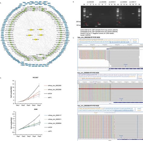 Validation Of Potential Roles Of Selected Circrnas A Download Scientific Diagram