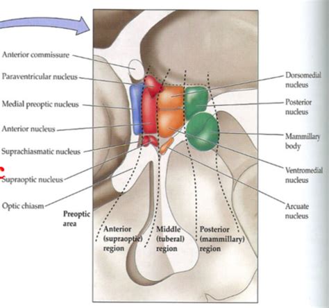 Hypothalamic Nuclei Functions
