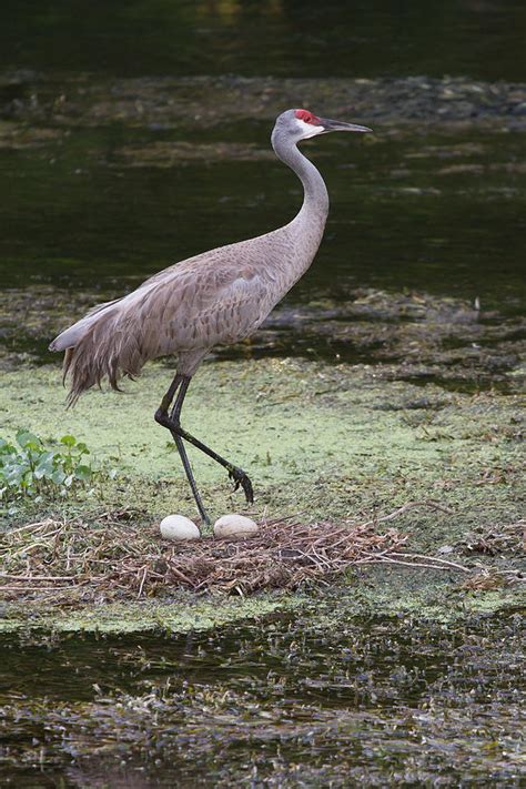 Sandhill Crane And Eggs Photograph By Paul Rebmann Fine Art America