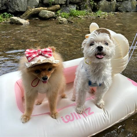 ෆ유롱이네ෆ Youtube