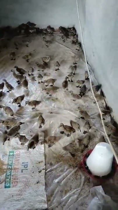 Call 9932842827 Youtube