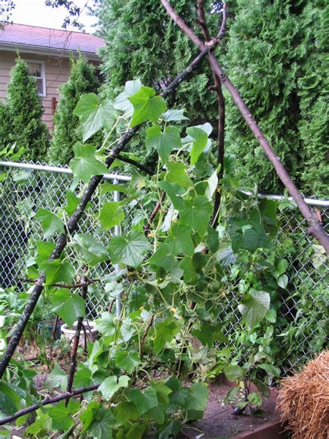 Rustic Cucumber Teepee Trellis