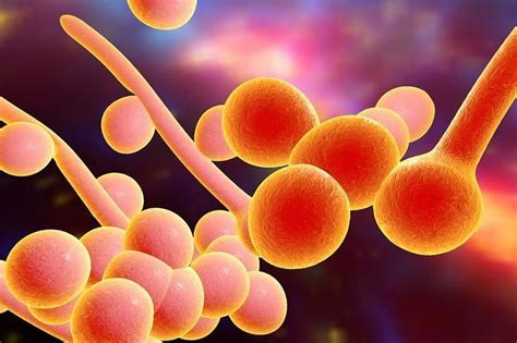 Основные признаки кандиды в организме / Будьте здоровы