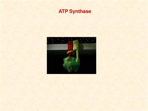 PPT ATP Synthase PowerPoint Presentation Free Download ID 6097151