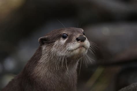 Asian Small Clawed Otter