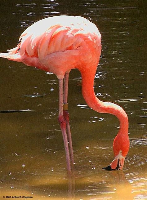 Flamenco Del Caribe O Flamenco Rojo Phoenicopterus Ruber Es Un Ave