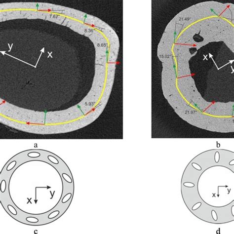 Image Of The Structure In The Bone For Control Group A C And For