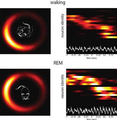 Persistence Of Head Direction Cell Assemblies In The Anterodorsal Download Scientific Diagram