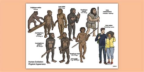 Free Human Evolution Worksheet Download Free Human Evolution Worksheet
