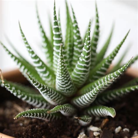 10 Of The Best Indoor Succulents For Beginners To Grow As Houseplants