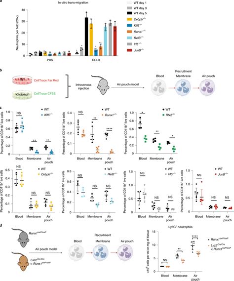 Runx1−−and Klf6−− Neutrophils Are Deficient In Migration And