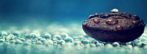 Macrobenthos Analysis A And A Scientific Resources Sdn Bhd