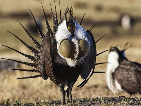Credit System Allows Nevada Ranchers To Aid Sage Grouse Conservation
