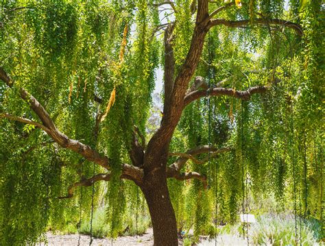 Understanding Weeping Tree Root Damage