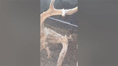 아프리카 왕 달팽이 Youtube