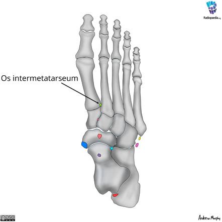 Intertarsal Space