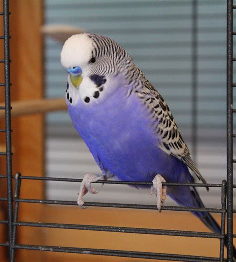 Budgie Blue Parakeet Free Photo On Pixabay
