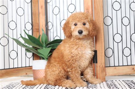 Chikoo Mini Goldendoodle Puppies Available