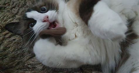 Catnip Album On Imgur