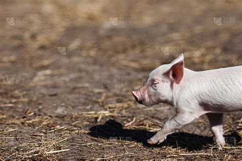 农场里的猪。小猪仔。家庭。可爱的宠物