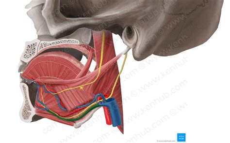 Vena Comitans Of Hypoglossal Nerve 10123 Kenhub Image License Store