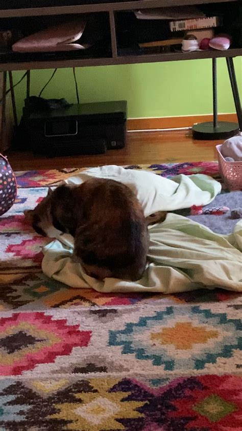 hold my catnip while i beat my brother up while he was trying to take a
