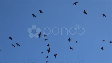 Flight Of The Crows
