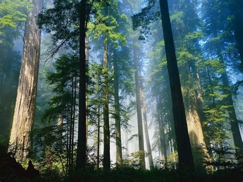 Coastal Redwoods Californias Redwood Ecosystem