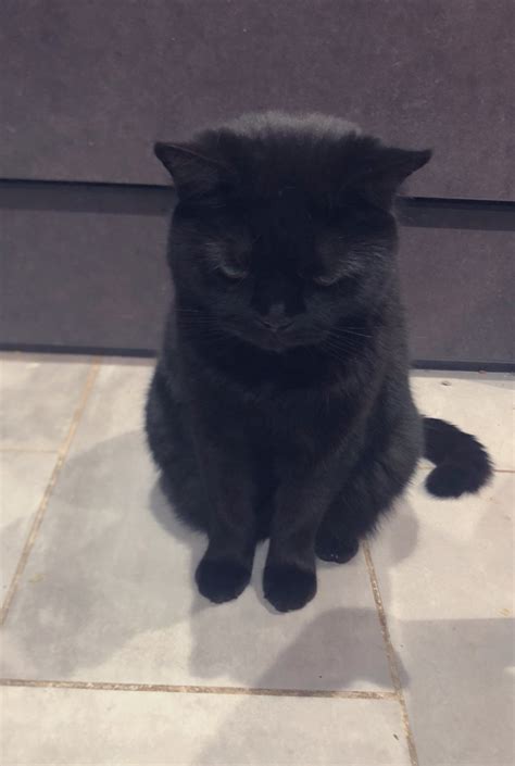 わけこ On Twitter さっき結構大きな声で「あ゛ぁ゛ーーッ！」って言いながら皿を落としてしまったんだけど、猫的に大変なことが起きた