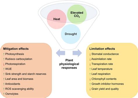 The Mitigation And Limitation Effect Under Combined Elevated Co2