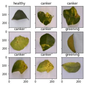 Image Augmentation With Keras Preprocessing Layers And Tf Image MachineLearningMastery