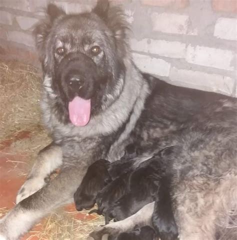 კავკასიური ნაგაზი