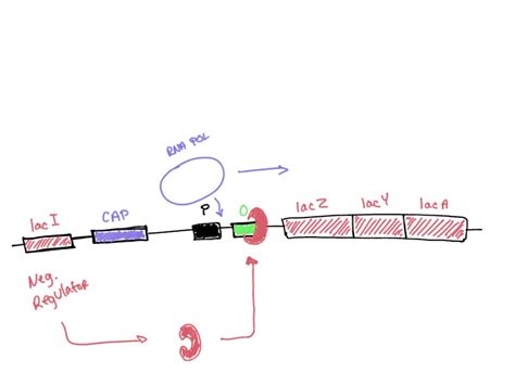 Solved E Coli Also Has A Maltose Mal Operon Which Encodes The