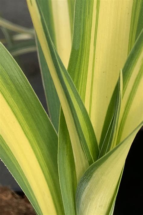 Yucca Golden Sword Roué Pépinières