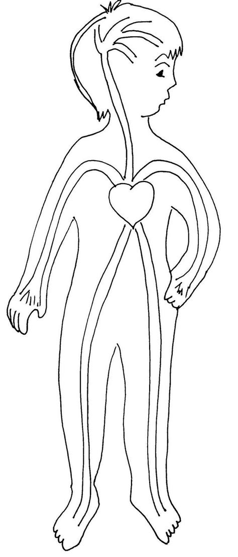 Dibujos De Sistema Circulatorio Para Colorear Images And Photos Finder