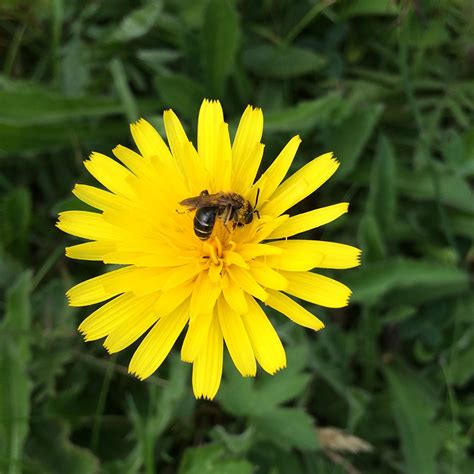 Rough Hawkbit Wetland Wildflowers