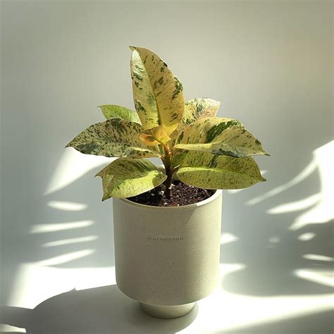 끌라떼 출발해요~ 중3 남학생의 졸업식 꽃다발💜 청년의 고딩 생활에 푸르름이 가득하길💙👕💎🎩 축하합니다~🤗🤗 끌라떼 강남역꽃집 끌라떼살롱