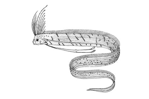 Regalecidae