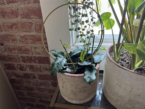 Just Got This Mathilda Splash With Peduncles Rhoyas