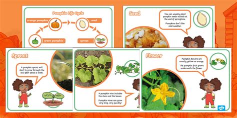 Pumpkin Life Cycle Display Posters
