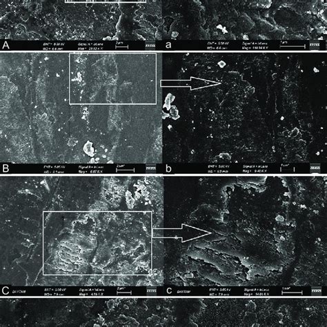 Example Of Bio Composite Test Sample And Antagonist Abrasive Material Download Scientific