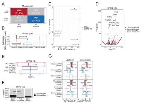 The Rna Binding Protein Sfpq Preserves Long Intron Splicing And Regulates Circrna Biogenesis In