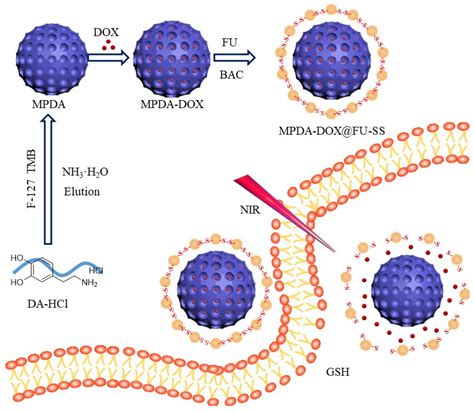 In Vitro Antitumor Properties Of Fucoidan Coated Doxorubicin Loaded Mesoporous Polydopamine