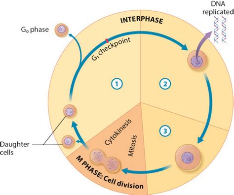 Ch03 Part 4 Cell Division Flashcards Quizlet