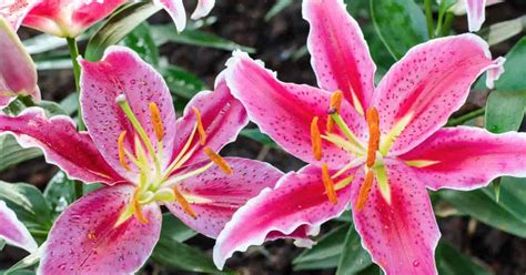 Stargazer Lily How To Care For Stargazer Lilies