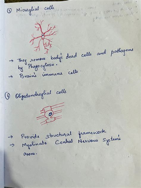 Answered Draw Each Of The Six Neuroglia And Describe Where They Are