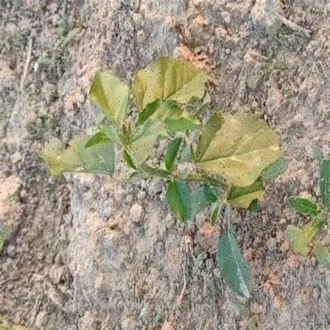 Weed Detection Instance Segmentation Model V3 2023 09 29 4 20pm By Koley