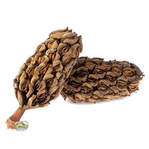 Magnolia Seed Pods 2 Pack Canada