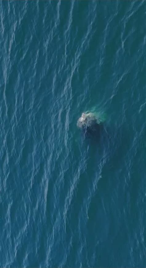 ブリーチングと呼ばれるジャンプを見せたクジラ。その姿を上空から捉えた映像が大迫力！！【海外・動画】